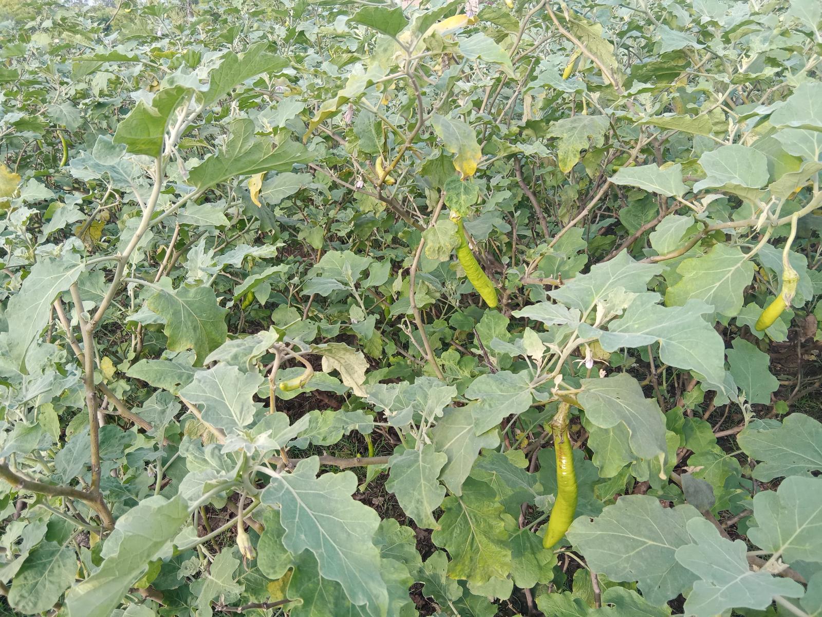 နတ်မောက်မြို့နယ် ကြူအိုင်ကျေးရွာတွင် တစ်နိုင်တစ်ပိုင် စိုက်ပျိုးထားသော ခရမ်းသီးများ ဈေးကောင်းရရ